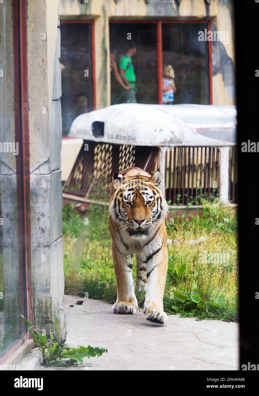 Tigri allo zoo immagini e fotografie stock ad alta risoluzione - Alamy