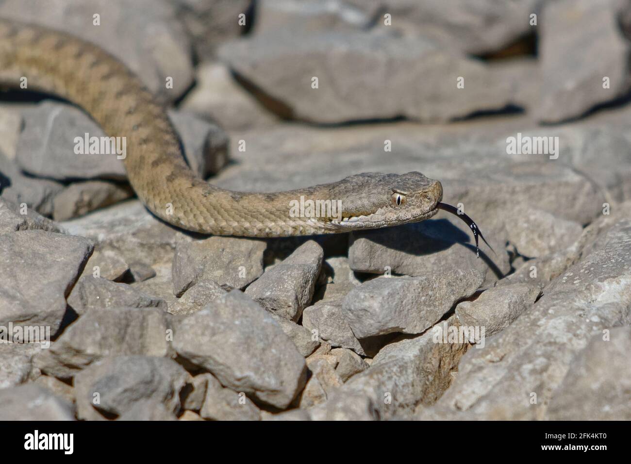 Aspic viper immagini e fotografie stock ad alta risoluzione - Alamy