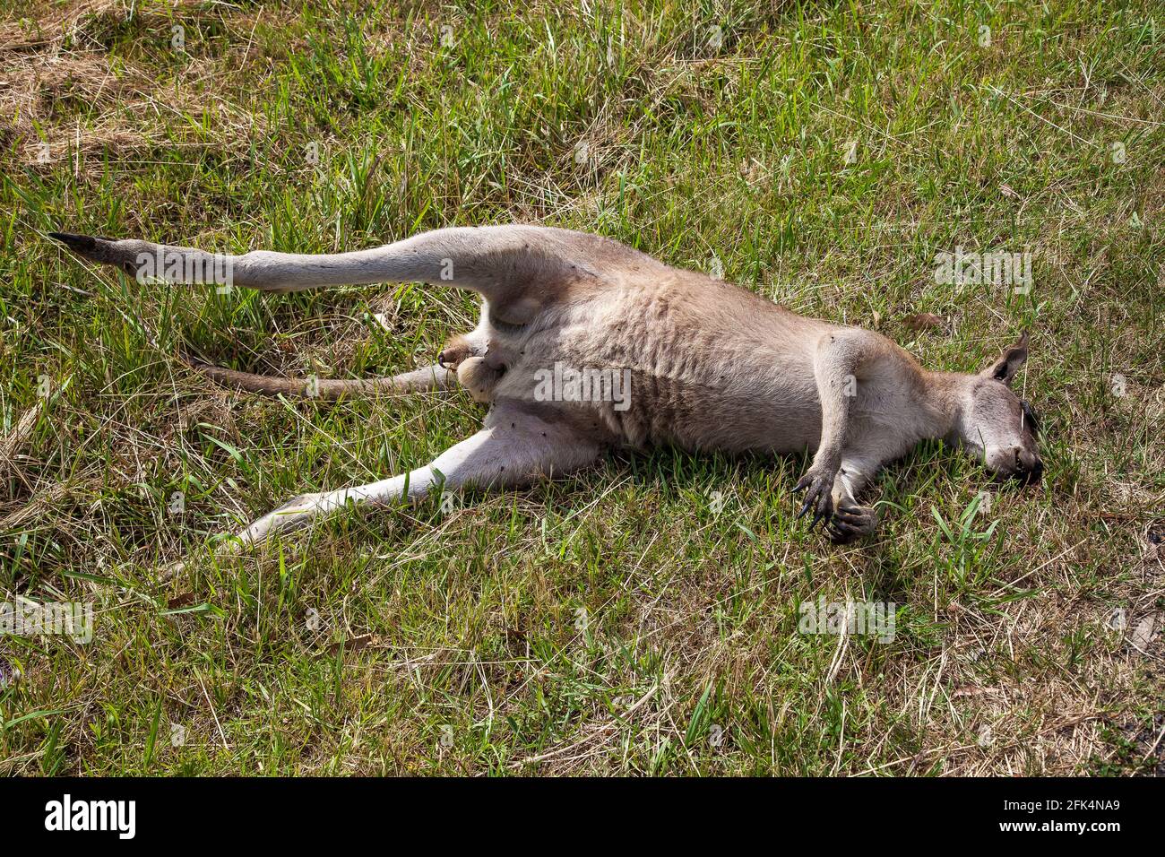 Logo del luogo degli animali immagini e fotografie stock ad alta ...
