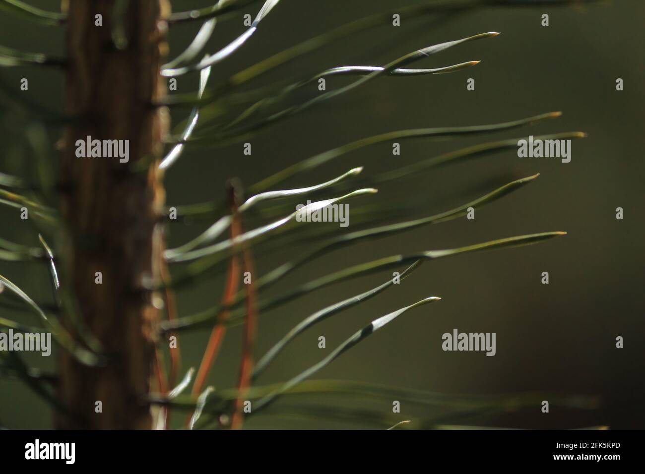 Tronco lungo e sottile immagini e fotografie stock ad alta risoluzione ...