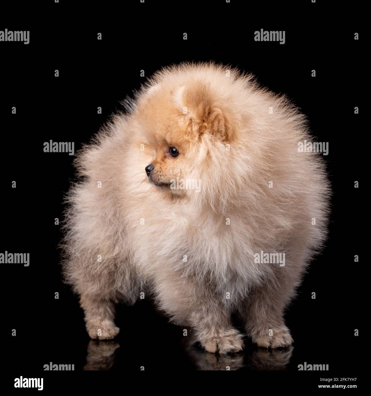 Cani Di Razza Immagini e Fotos Stock - Alamy