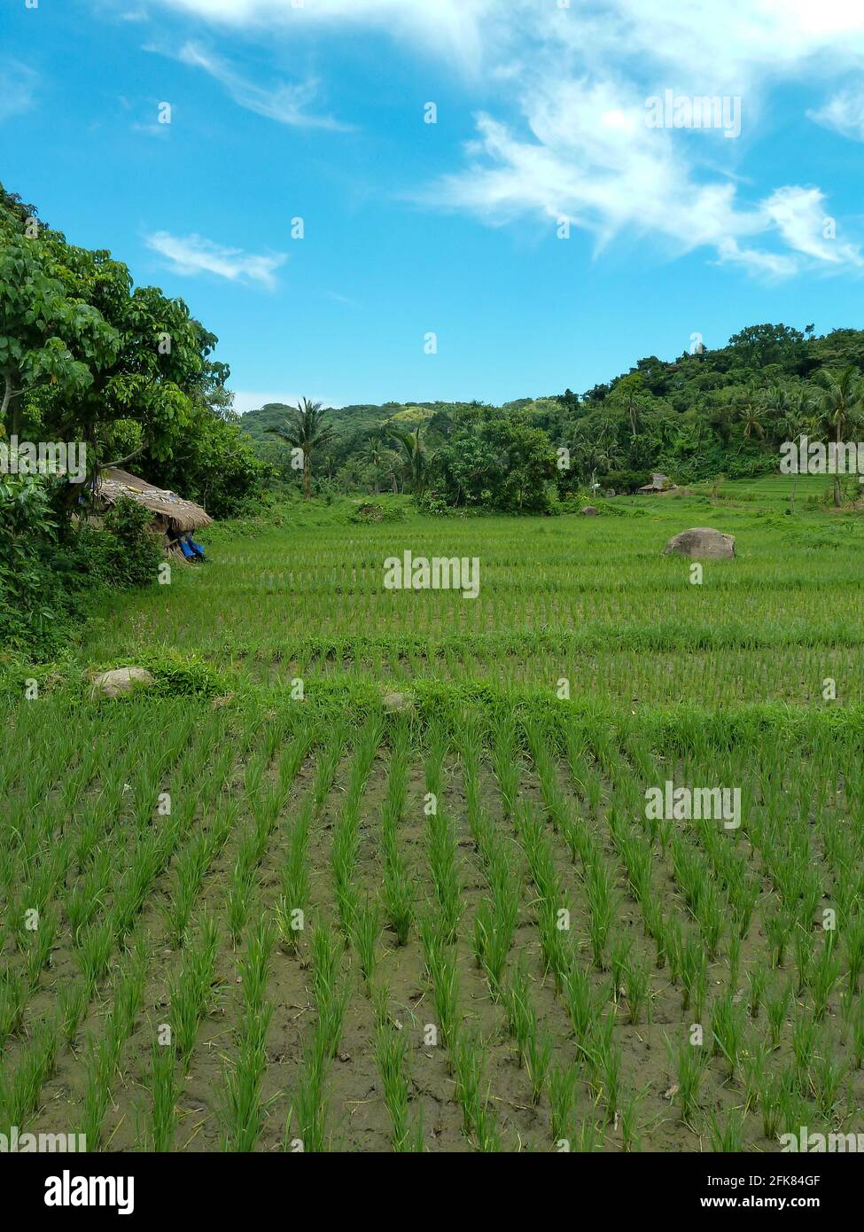 Campi di riso immagini e fotografie stock ad alta risoluzione - Alamy