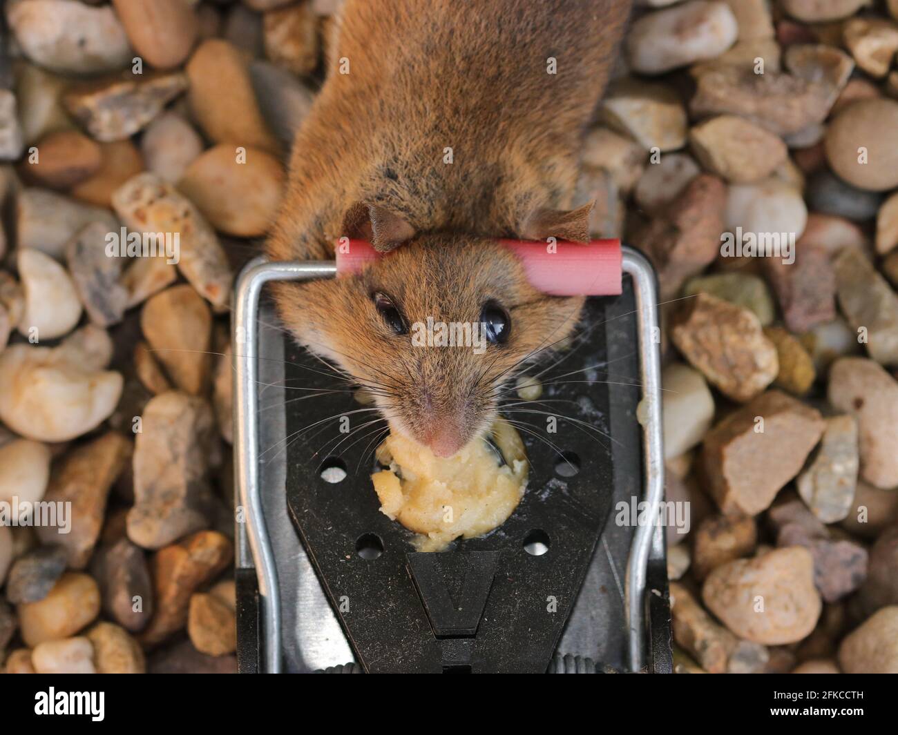 Topo morto in trappola immagini e fotografie stock ad alta risoluzione ...