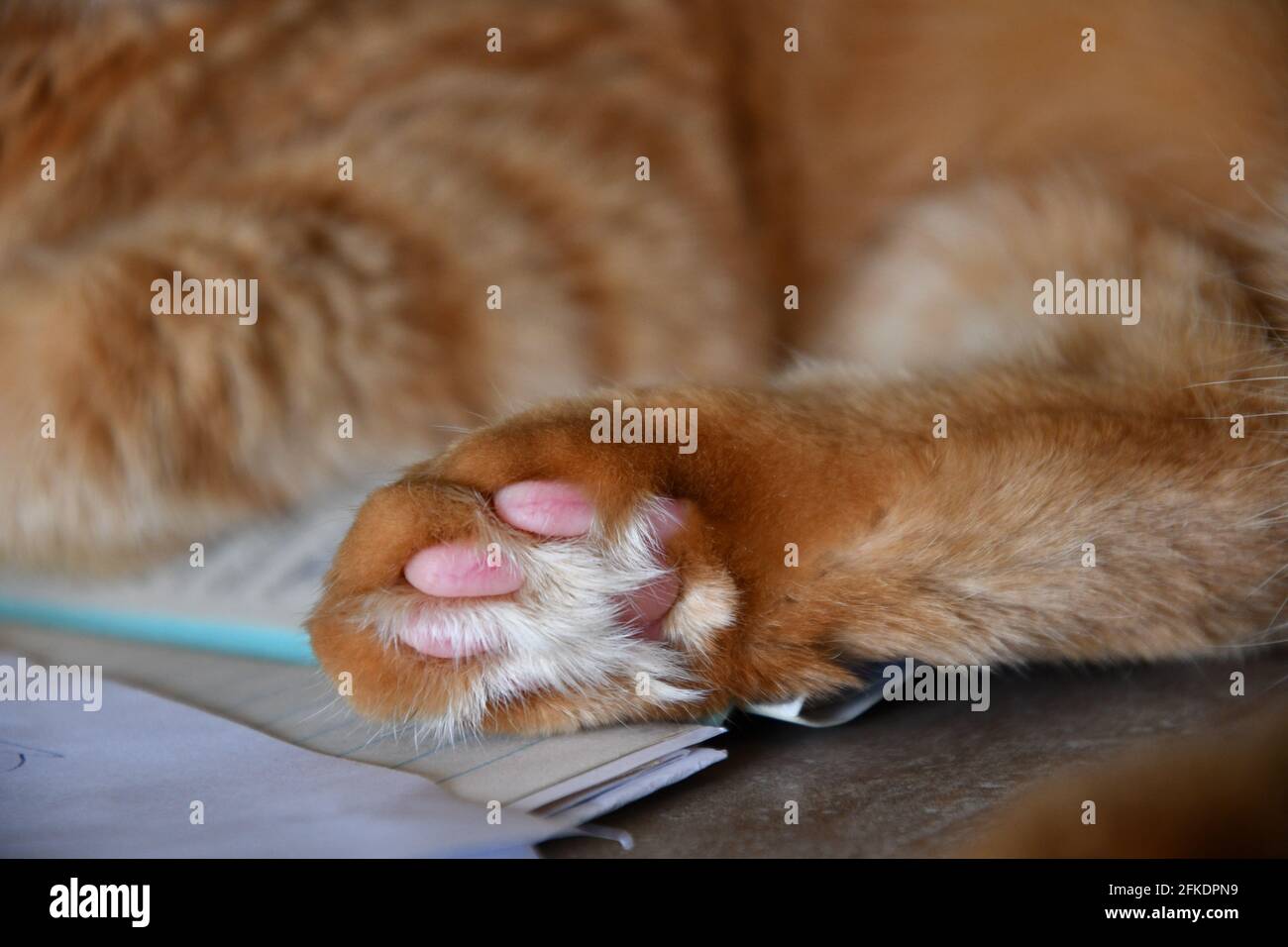 Gatto con cuscinetti rosa immagini e fotografie stock ad alta ...