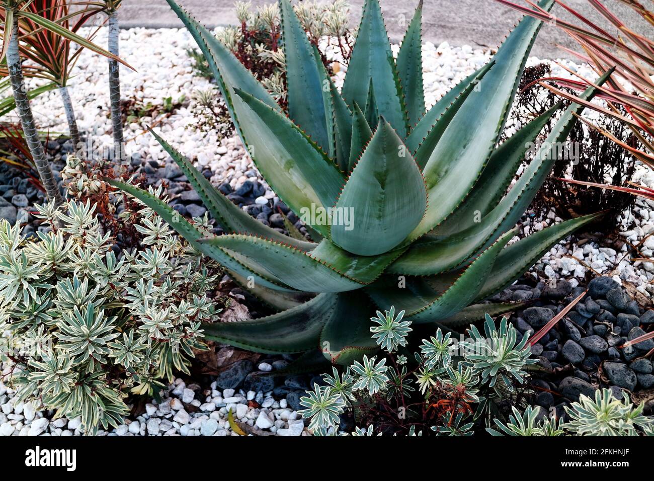 Pianta di agave tropicale immagini e fotografie stock ad alta ...