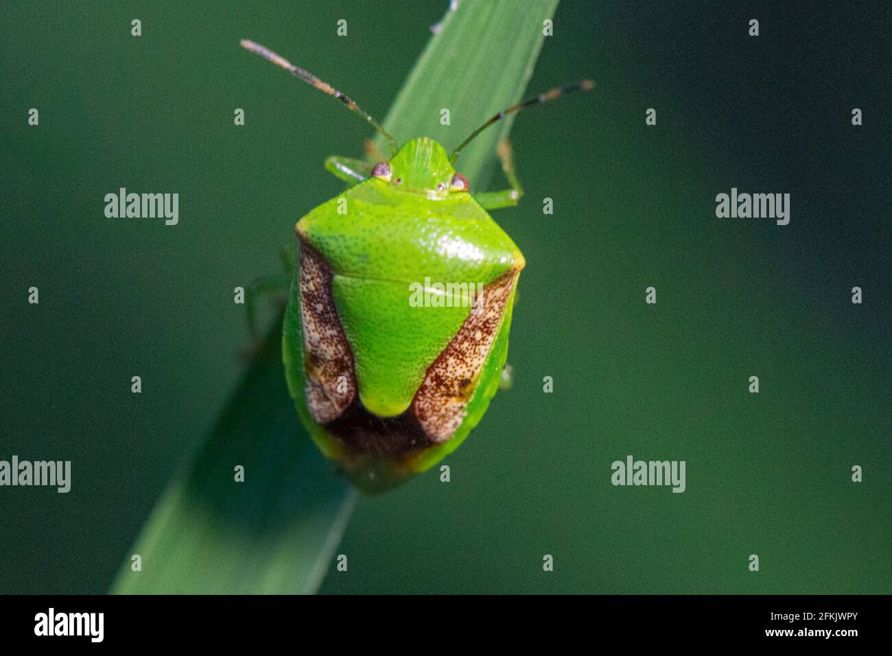 Vita insetto immagini e fotografie stock ad alta risoluzione - Alamy