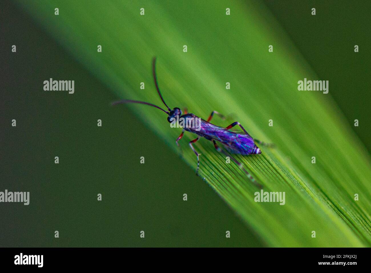 Vita insetto immagini e fotografie stock ad alta risoluzione - Alamy