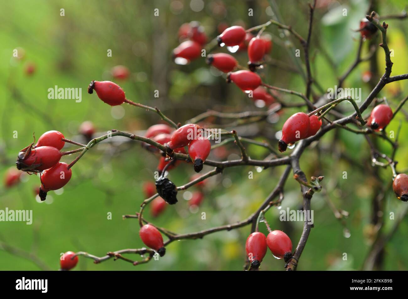 Rosa corymbifera laxa immagini e fotografie stock ad alta risoluzione ...