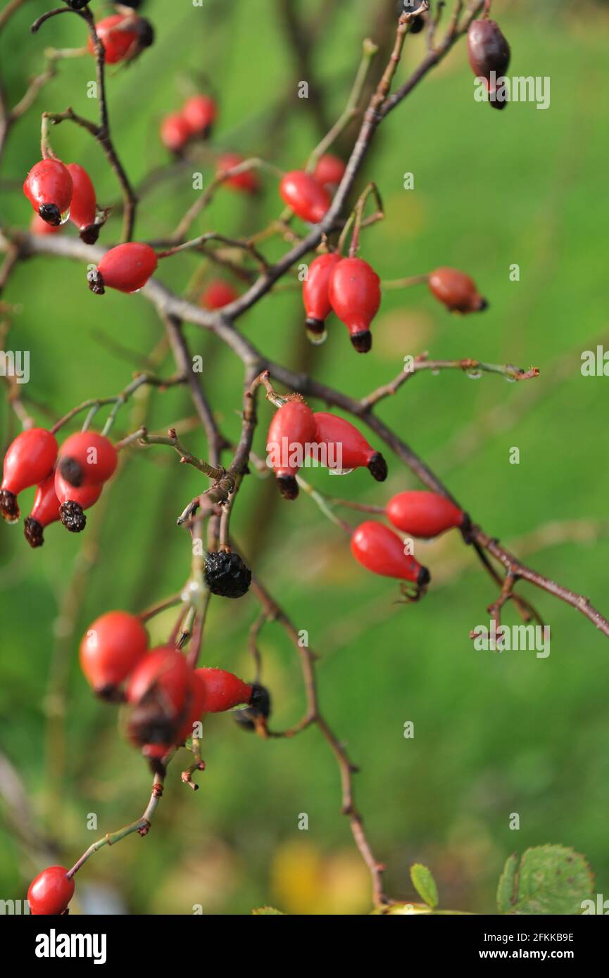 Rosa corymbifera laxa immagini e fotografie stock ad alta risoluzione ...