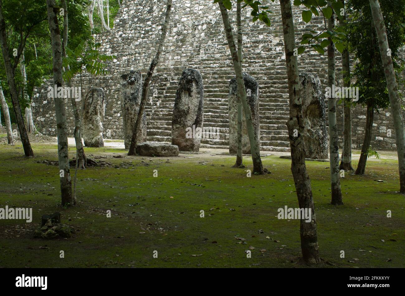 LA RESERVA DE LA BIOSFERA DE CALAKMUL ES LA MAYOR EXTENSION DE BOSQUE ...