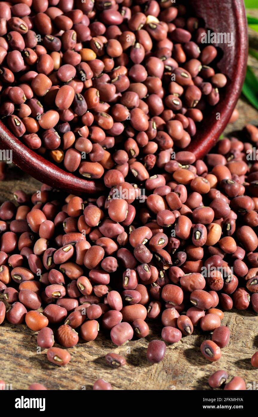 Phaseolus angularis immagini e fotografie stock ad alta risoluzione - Alamy