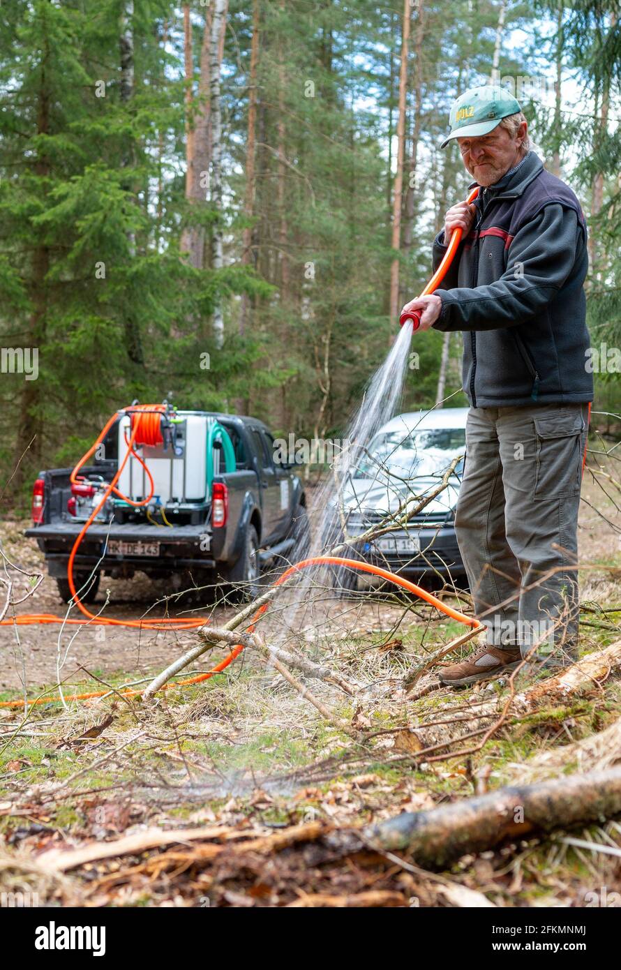 Foreste demaniali della bassa sassonia immagini e fotografie stock ad ...