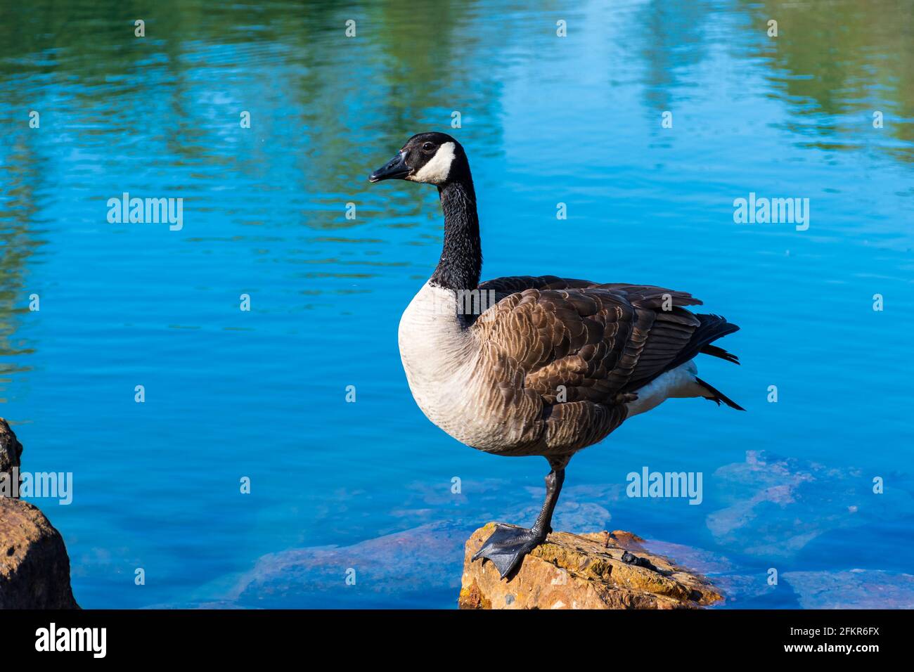 Oca facciabianca canadese immagini e fotografie stock ad alta ...