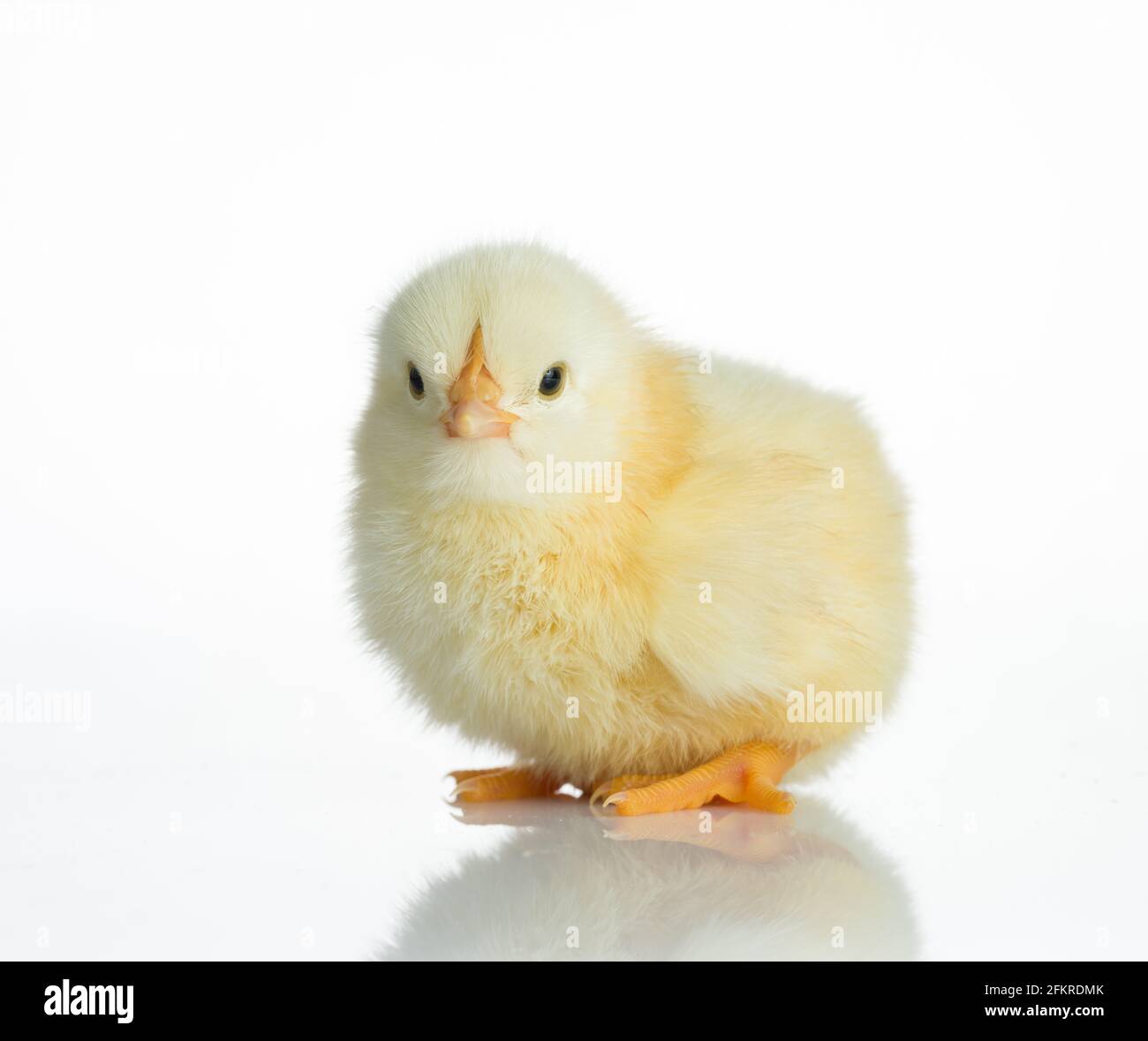 Giallo travasato immagini e fotografie stock ad alta risoluzione - Alamy
