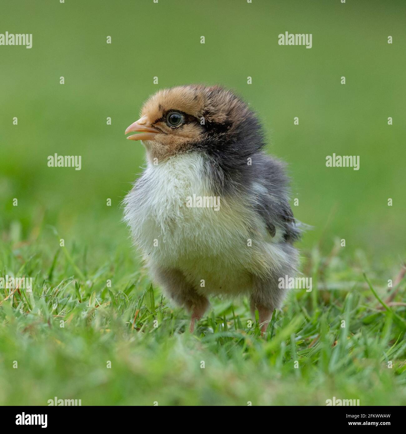 Il pulcino immagini e fotografie stock ad alta risoluzione - Alamy