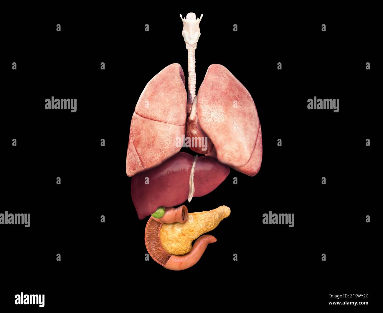 Polmoni, fegato, pancreas, colecisti, cuore, Vista in sezione di un ...