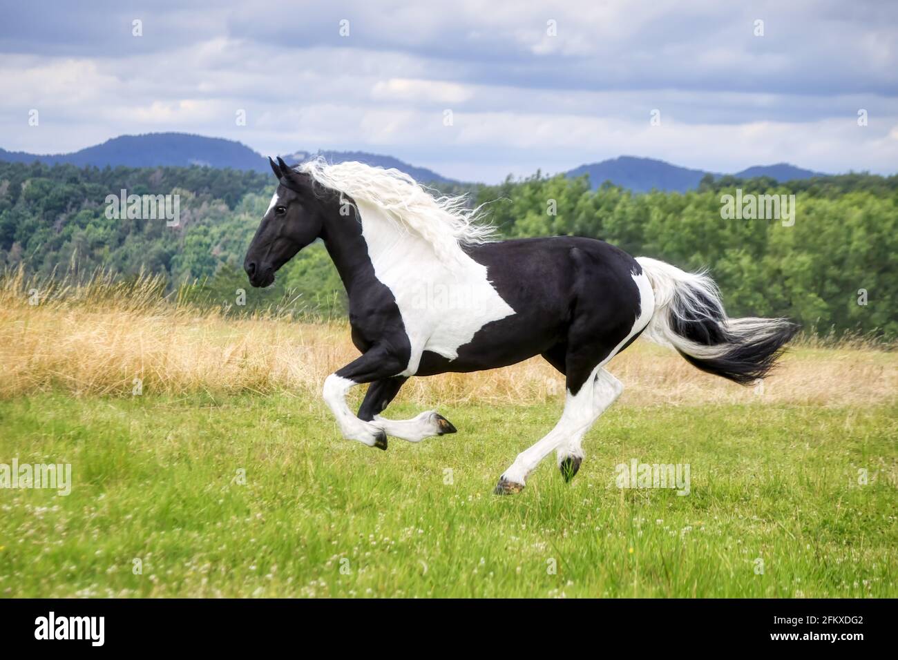 Barock pinto horse immagini e fotografie stock ad alta risoluzione - Alamy