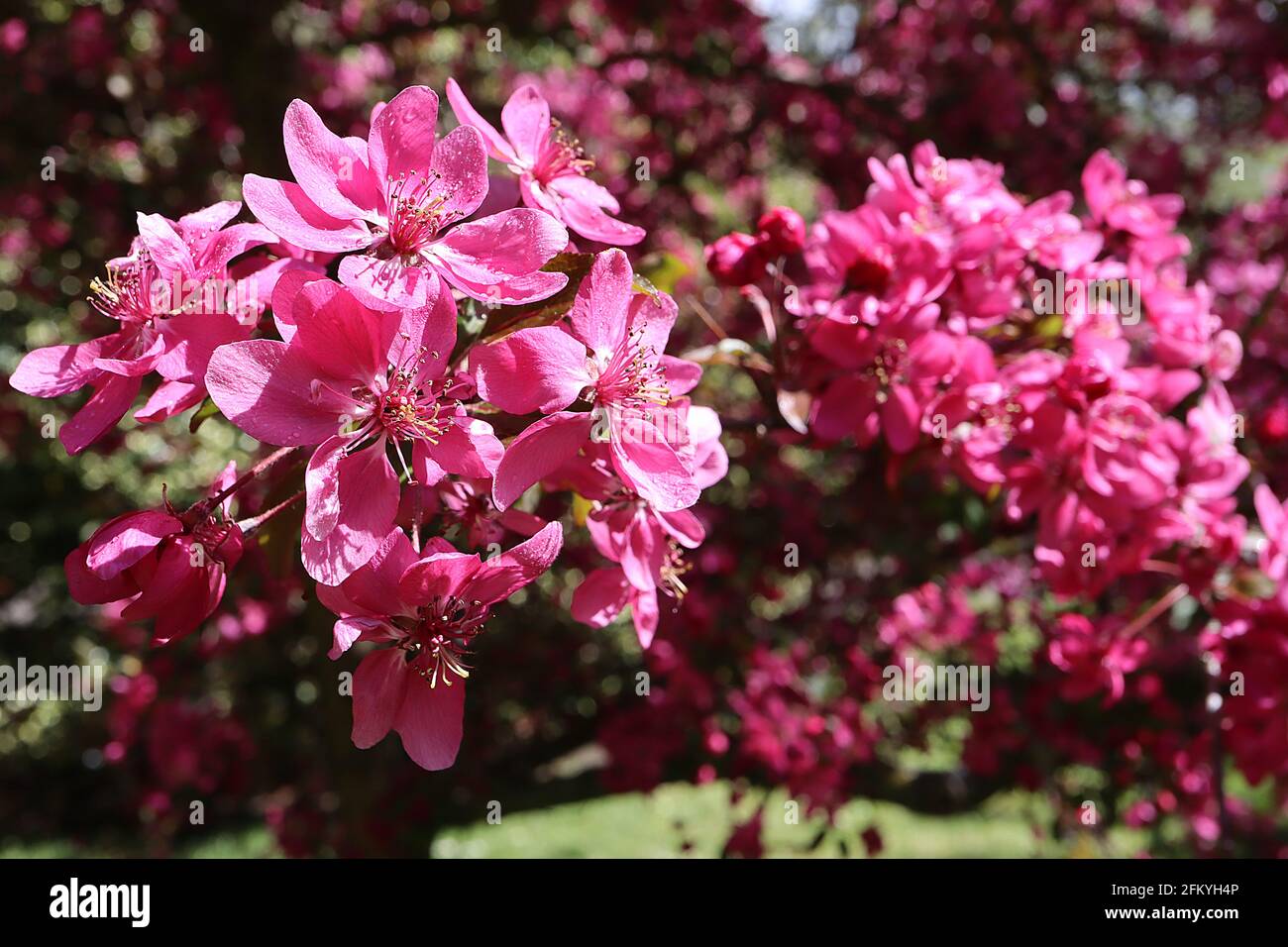 Malus x purpurpurea Aldenhamensis mela porpora di granchio ...
