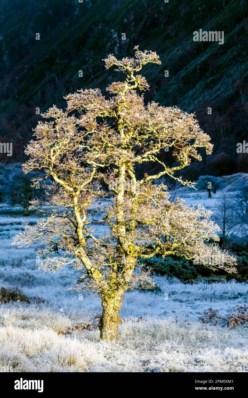 Albero di ontano alnus glutinosa immagini e fotografie stock ad alta ...
