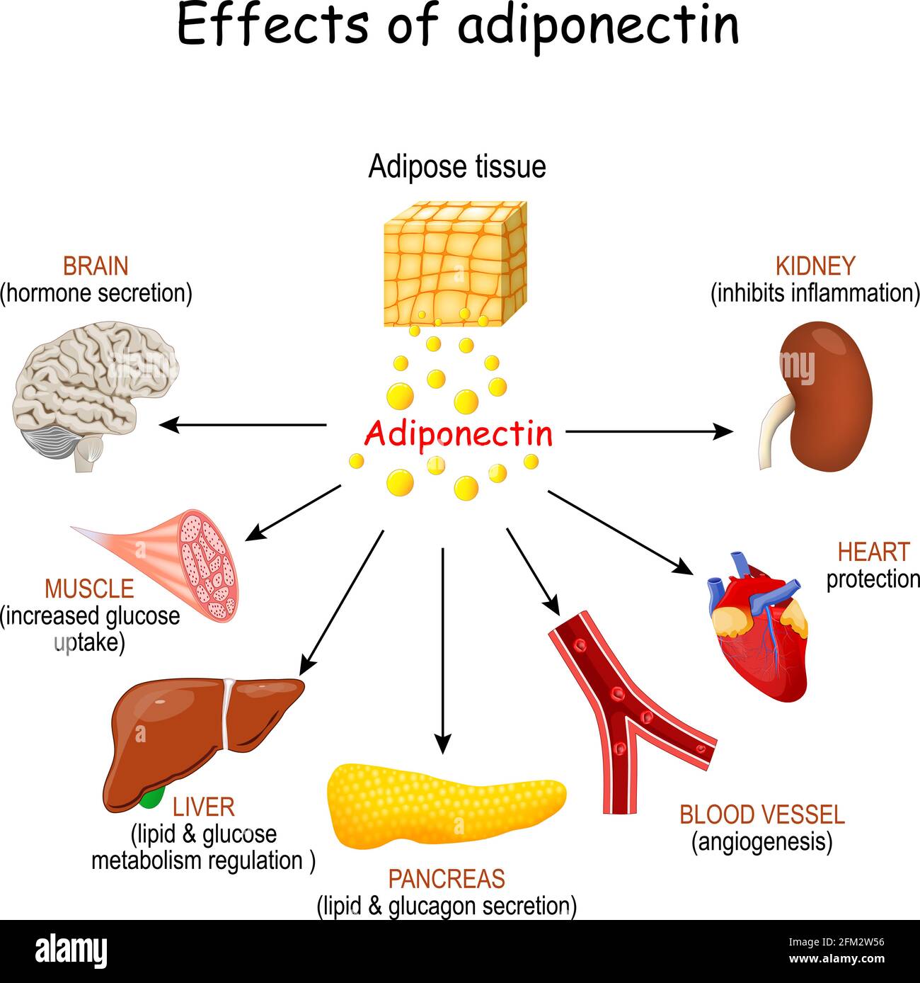 Metabolismo de lipidos Immagini Vettoriali Stock - Alamy