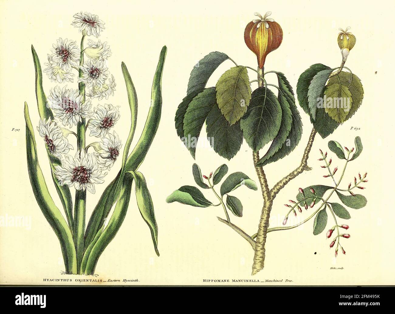 Disegno di giacinto immagini e fotografie stock ad alta risoluzione - Alamy