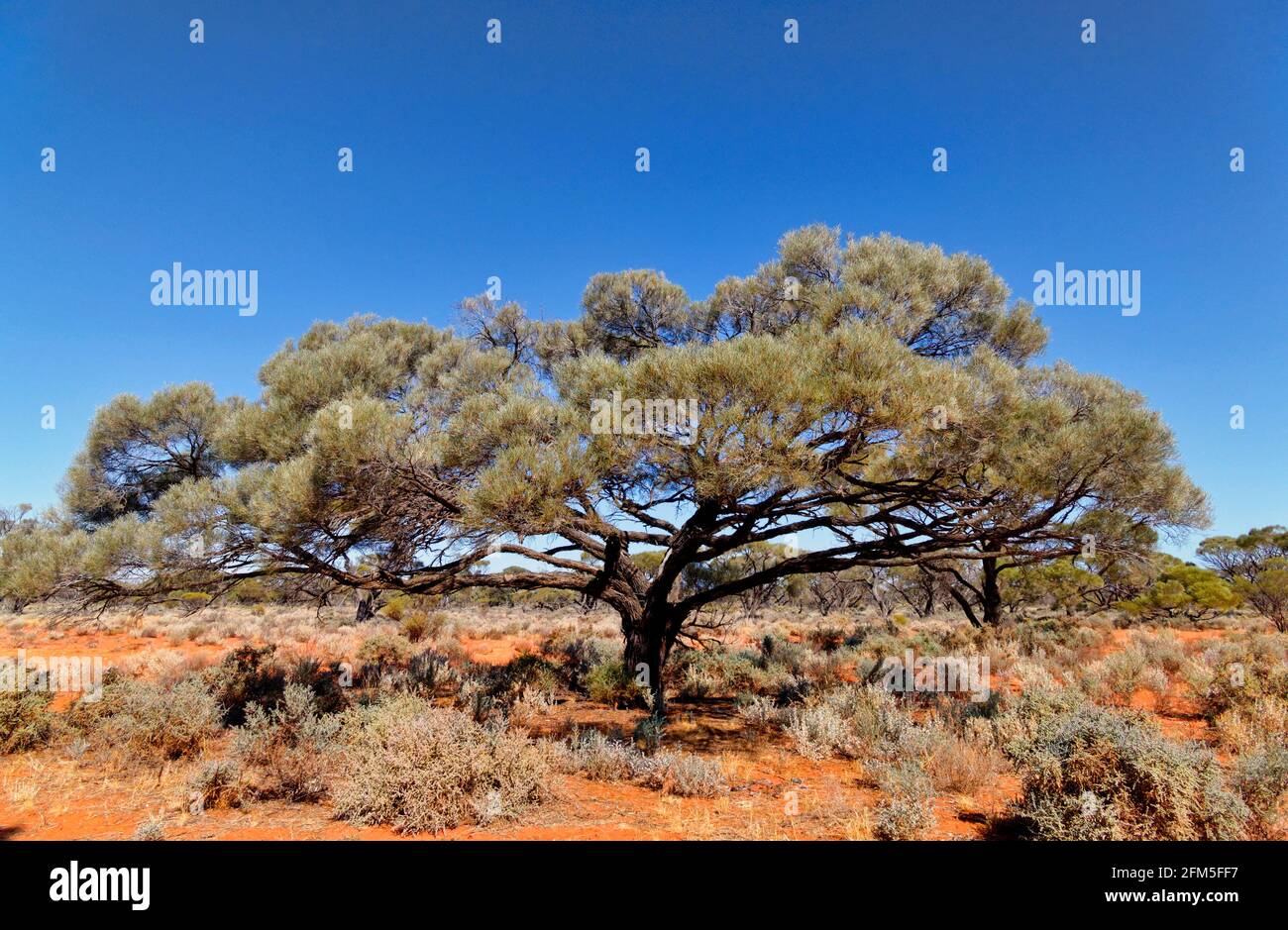 Australian mallee tree immagini e fotografie stock ad alta risoluzione ...