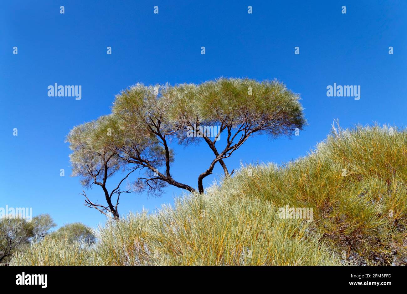 Australian mallee tree immagini e fotografie stock ad alta risoluzione ...