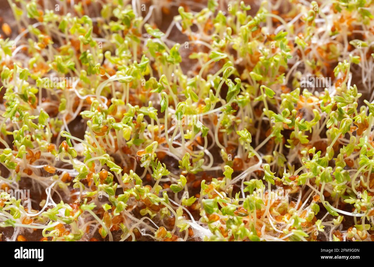 Gambo Di Crescione Immagini e Fotos Stock - Alamy