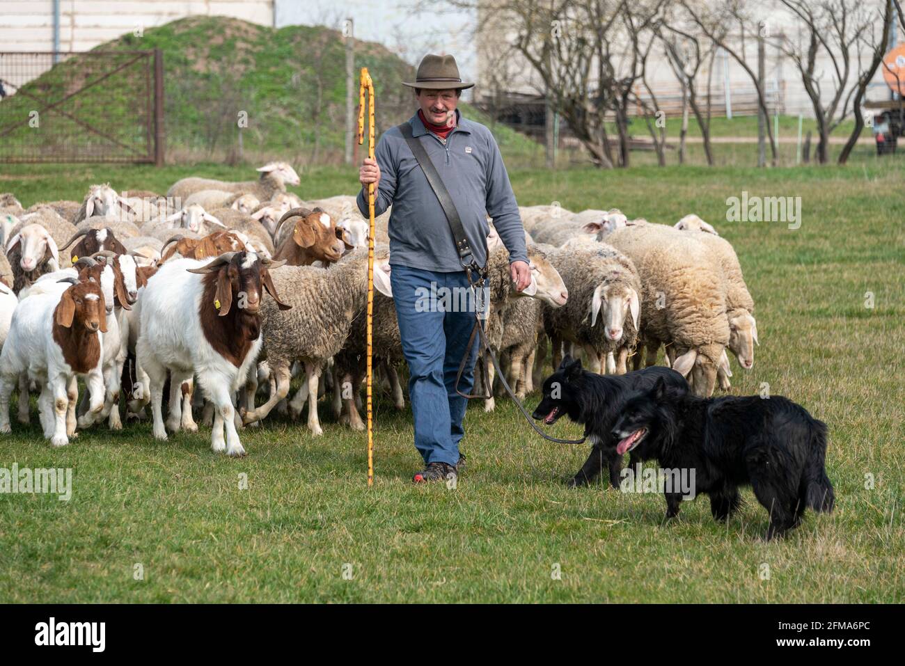 Pastore che raduna le sue pecore immagini e fotografie stock ad alta ...