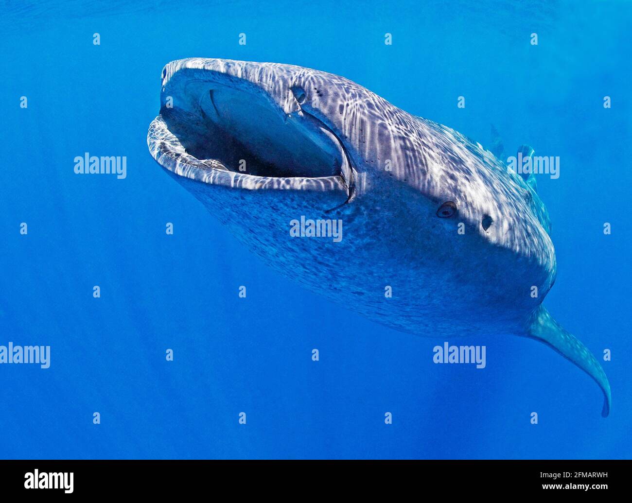 Lo squalo balena (Rhincodon typus) è il pesce più grande degli oceani ...