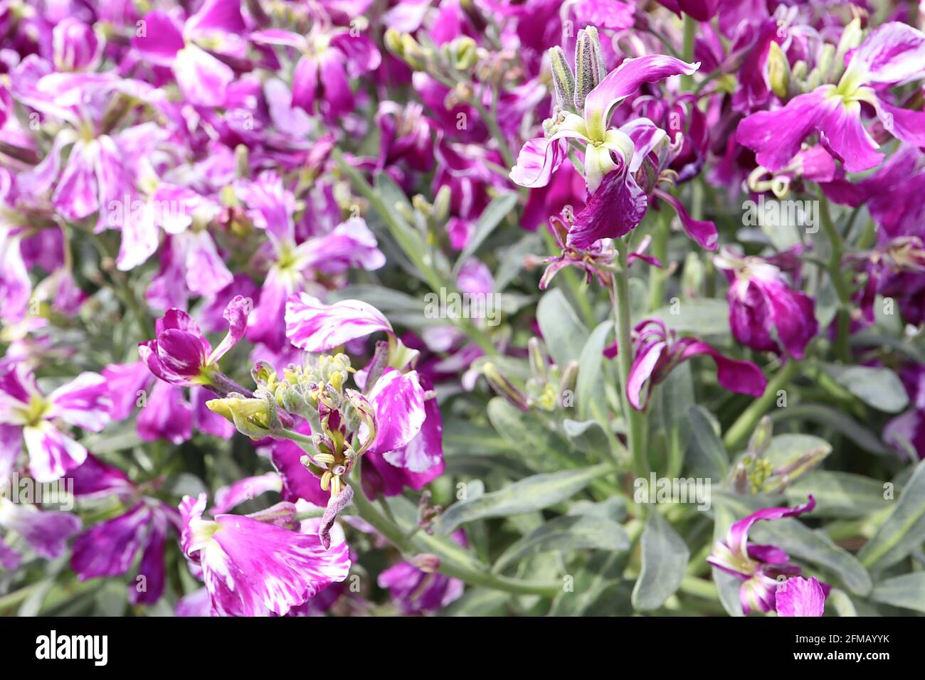 Matthiola arborescens immagini e fotografie stock ad alta risoluzione ...