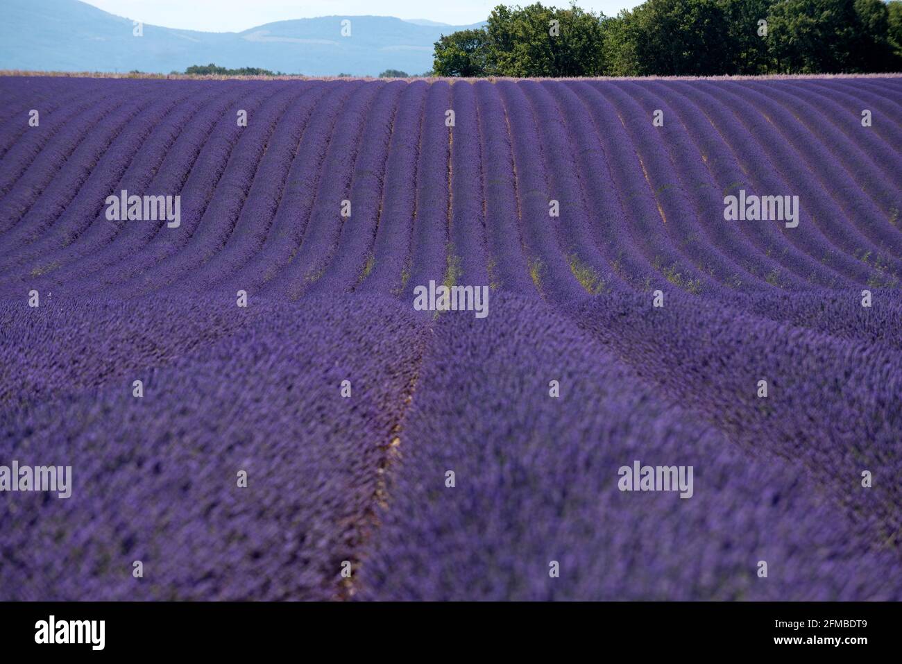 Alpi dell'alta provenza immagini e fotografie stock ad alta risoluzione ...