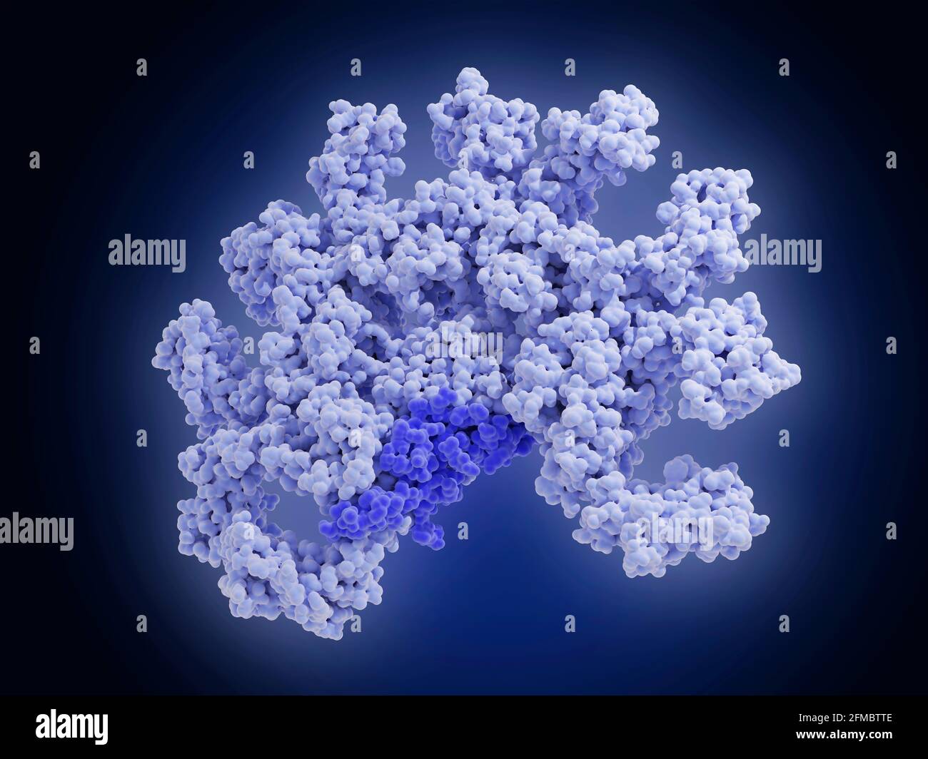 Anticorpo ig m immagini e fotografie stock ad alta risoluzione - Alamy