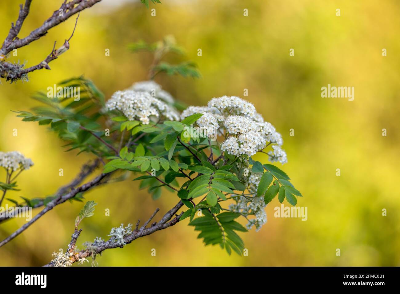 Sorbo albero sorbus aucuparia immagini e fotografie stock ad alta ...