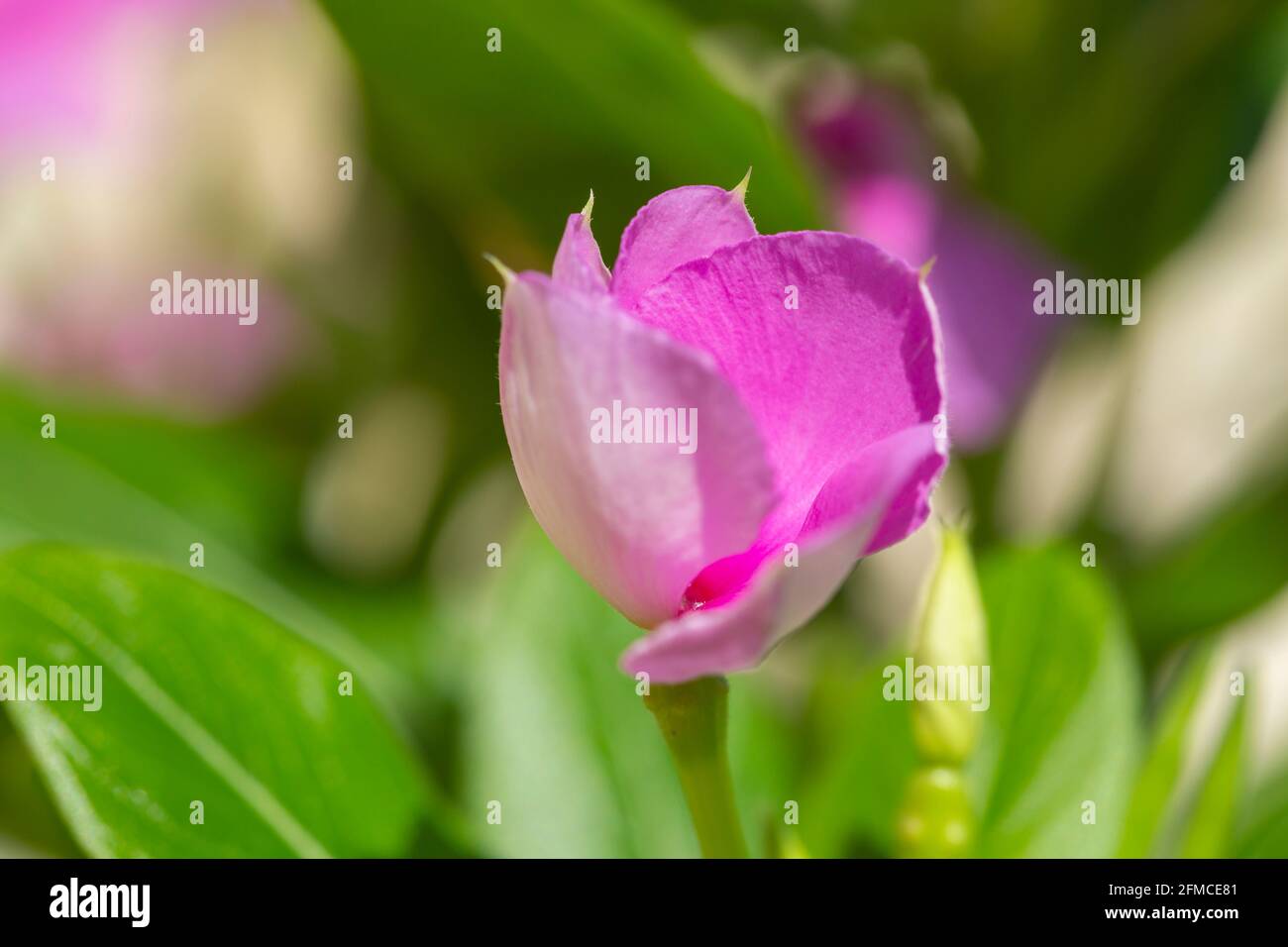 Colore pervinca immagini e fotografie stock ad alta risoluzione - Alamy
