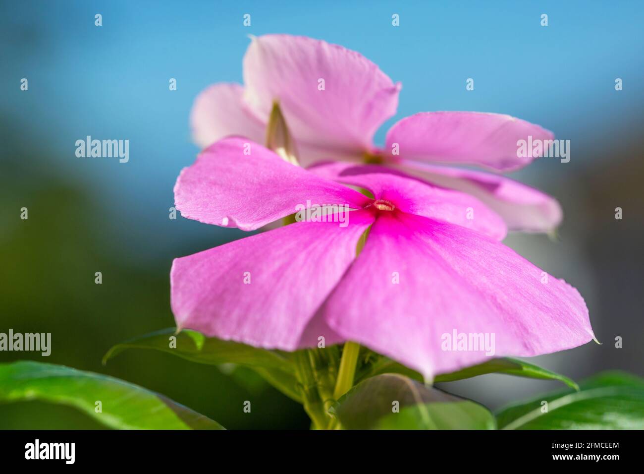 Colore pervinca immagini e fotografie stock ad alta risoluzione - Alamy