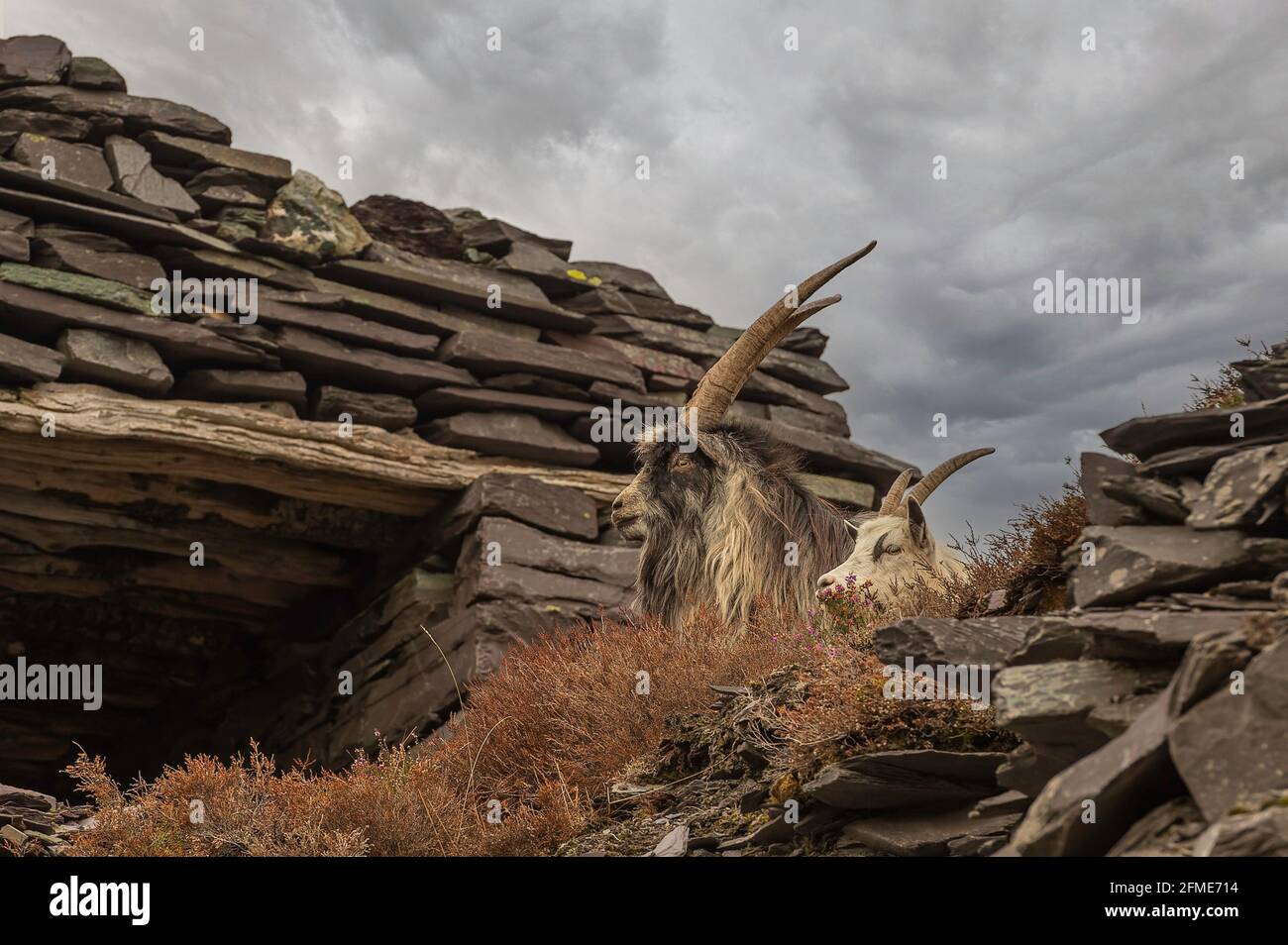 Capra selvatica gallese in cava dinorwic immagini e fotografie stock ad ...