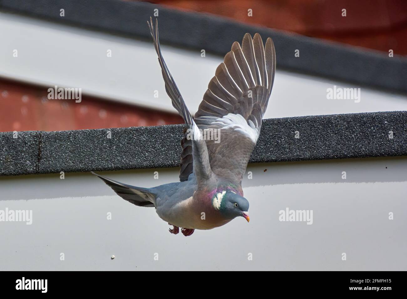 Piccione in giardino immagini e fotografie stock ad alta risoluzione ...
