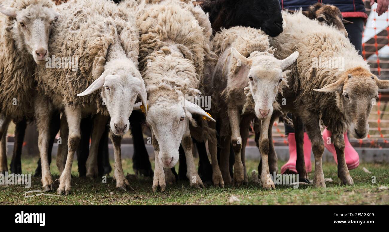 Pecore Nere Immagini e Fotos Stock - Alamy