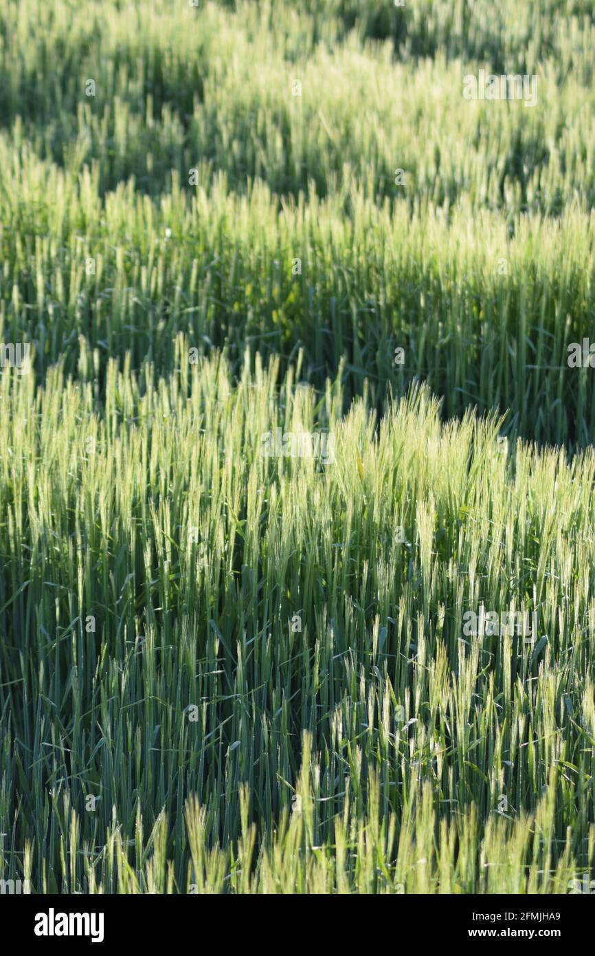 Strati di orzo immagini e fotografie stock ad alta risoluzione - Alamy
