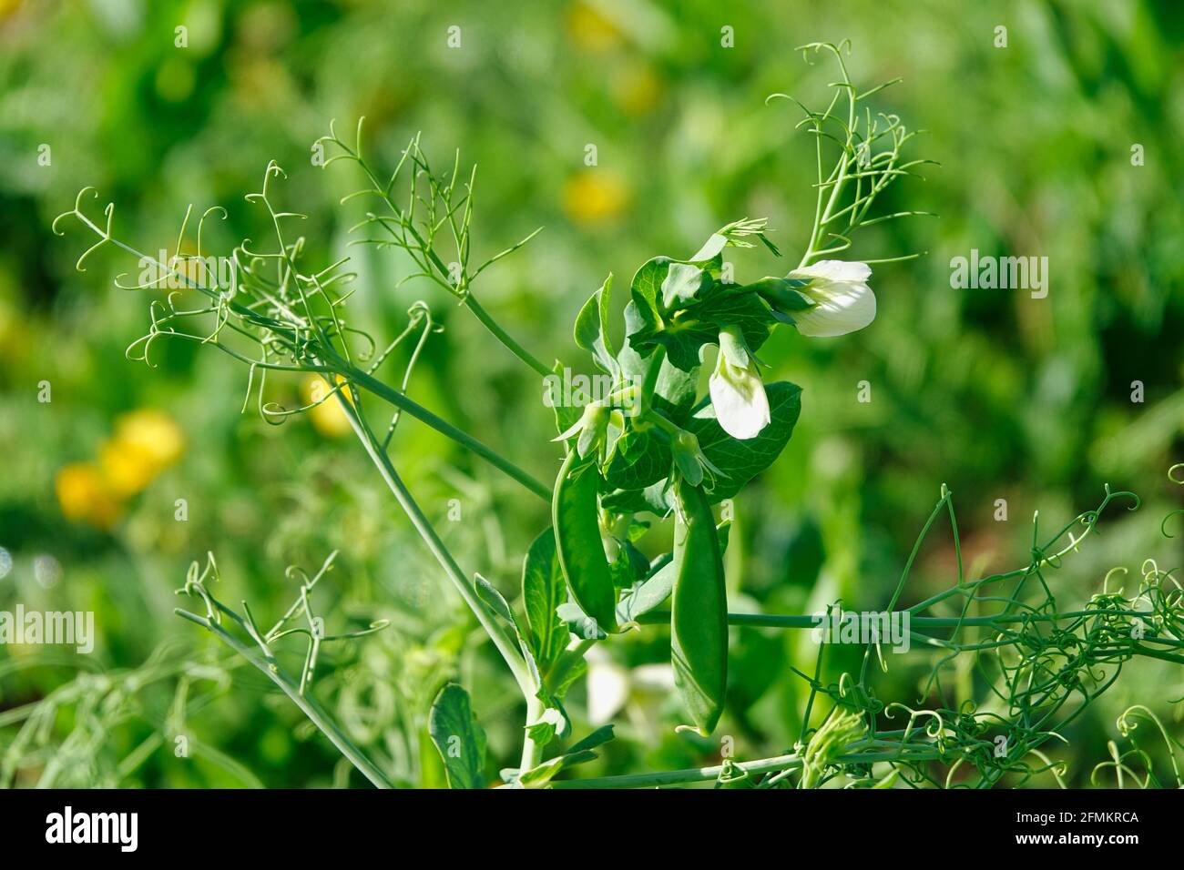 Pianta di pisello verde (Pisum sativum) con fiori bianchi Foto stock ...