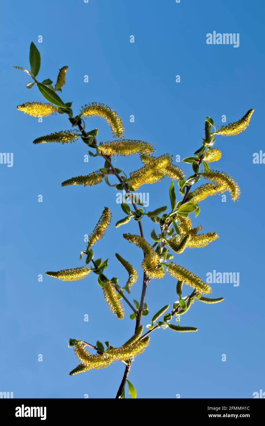 Salice bianco salix alba immagini e fotografie stock ad alta ...