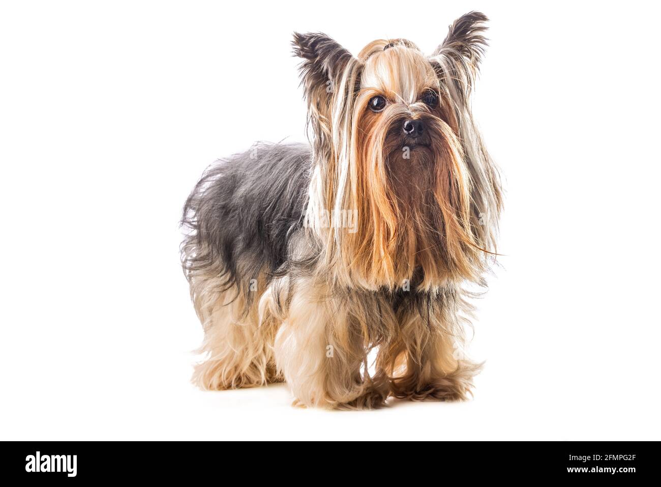 Pedigree yorkshire terrier immagini e fotografie stock ad alta ...