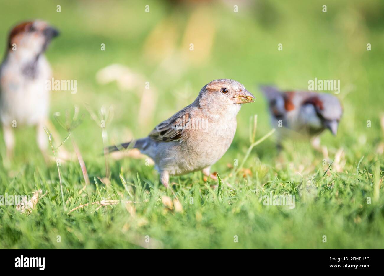 Passeri alla ricerca immagini e fotografie stock ad alta risoluzione ...