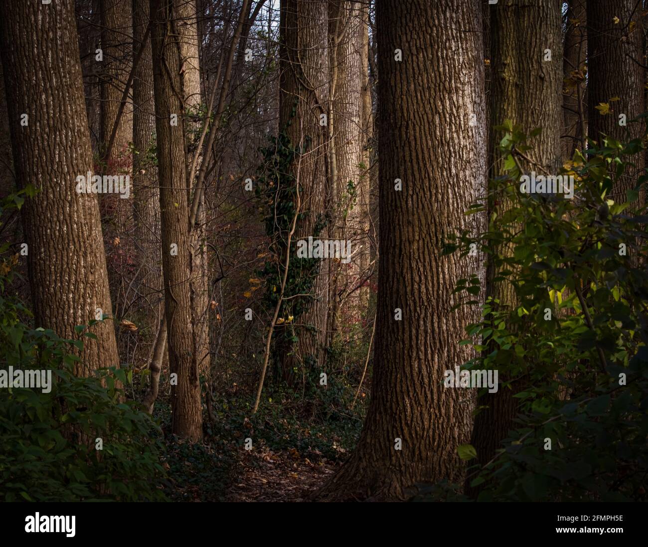 Alberi foresta di vegetazione arborea immagini e fotografie stock ad ...