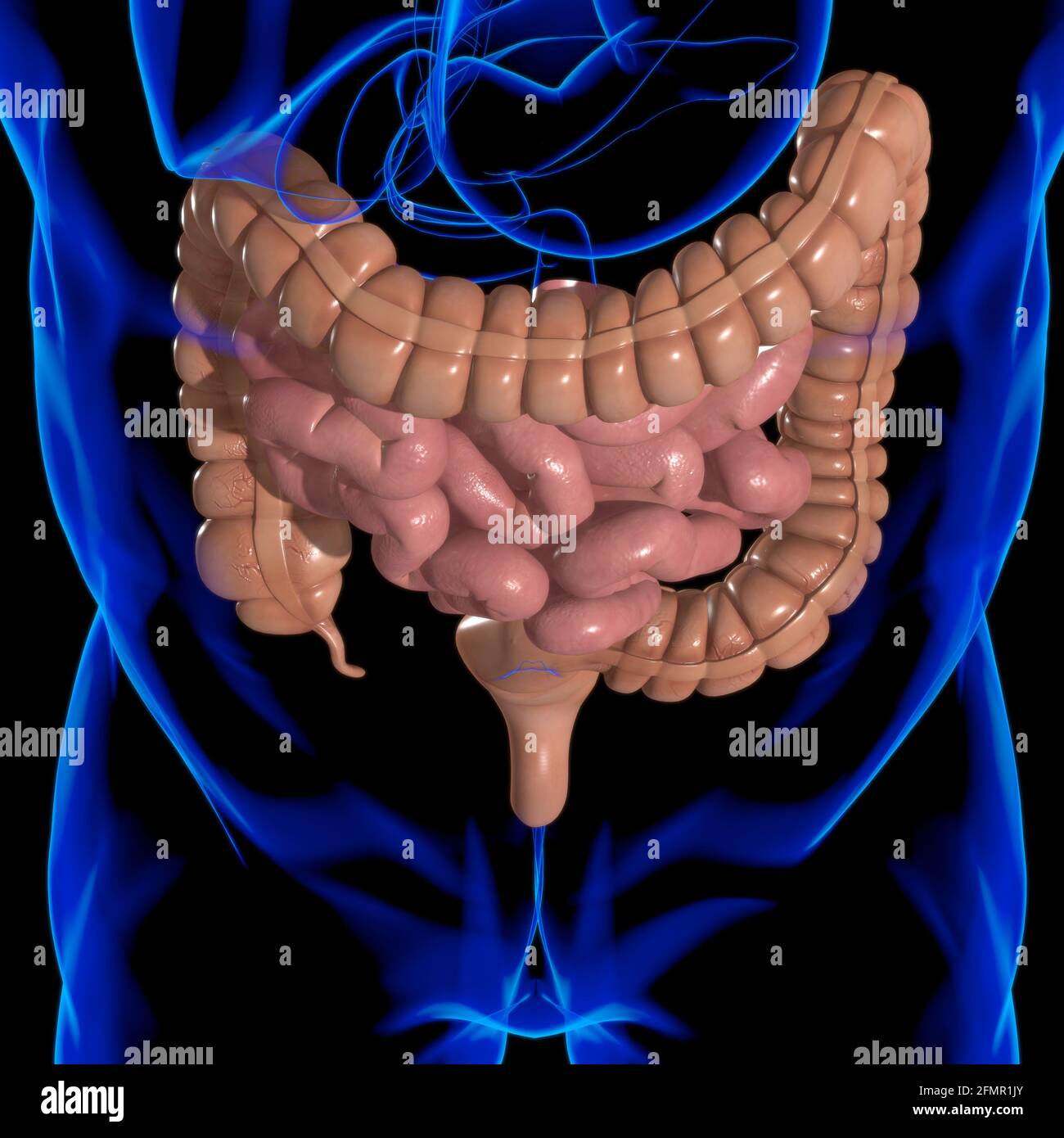 Illustrazione 3D dell'intestino tenue e dell'intestino tenue Anatomia ...
