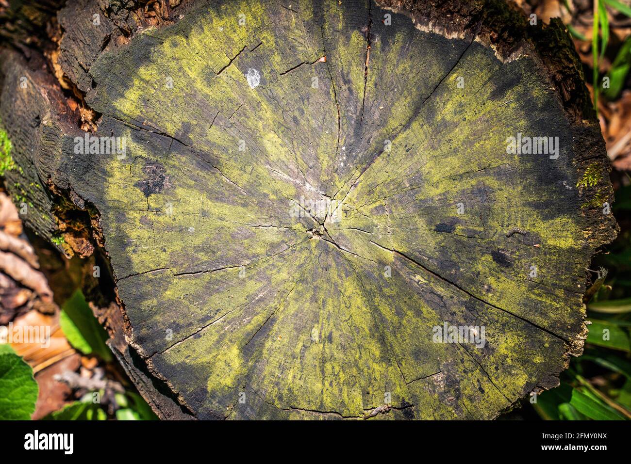 Tronco tagliato immagini e fotografie stock ad alta risoluzione - Alamy