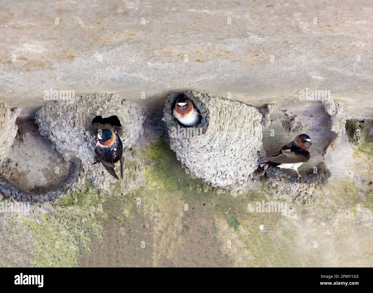 Nidi di rondine immagini e fotografie stock ad alta risoluzione - Alamy