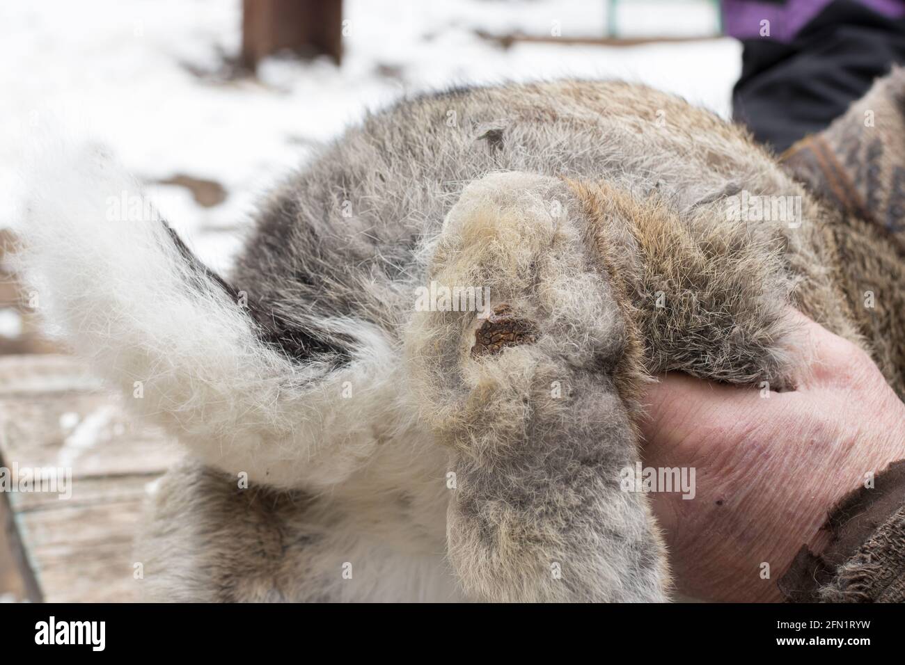 Dermatite atipica immagini e fotografie stock ad alta risoluzione - Alamy