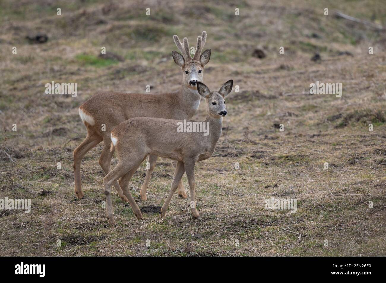 Cervi romani immagini e fotografie stock ad alta risoluzione - Alamy